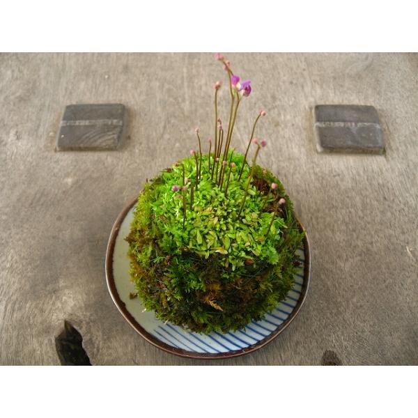 商品発送元：山野草 苔玉  茶花 販売 通販 やまおか碧山苑フラワー・ガーデニング、ガーデニング、苗物、花クリオネゴケ苔玉　直径約９ｃｍです。高さ約１３ｃｍ苔玉にはハイゴケを使用しています。※写真のお皿は付属しません。リビングに飾っても見応...