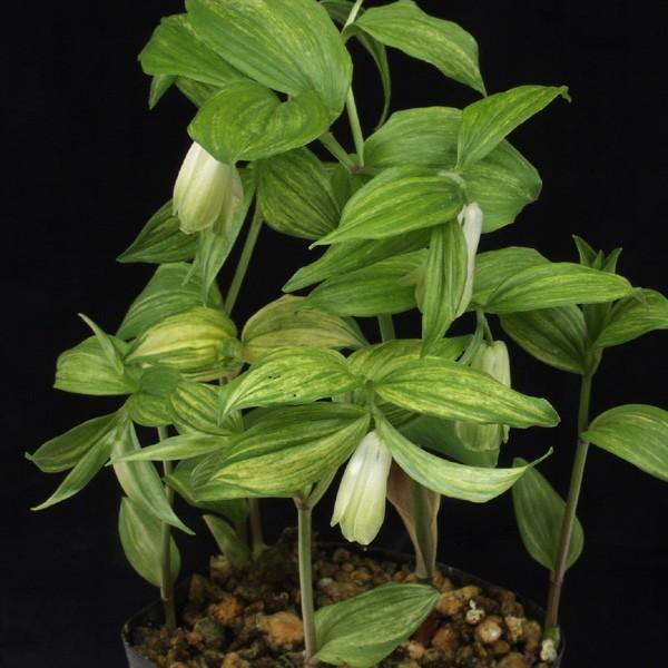 商品発送元：山野草 苔玉  茶花 販売 通販 やまおか碧山苑フラワー・ガーデニング、ガーデニング、苗物、花斑入りホウチャクソウ　初雪　【山野草】丈夫でよく増える 斑の入り方には　個体差があります