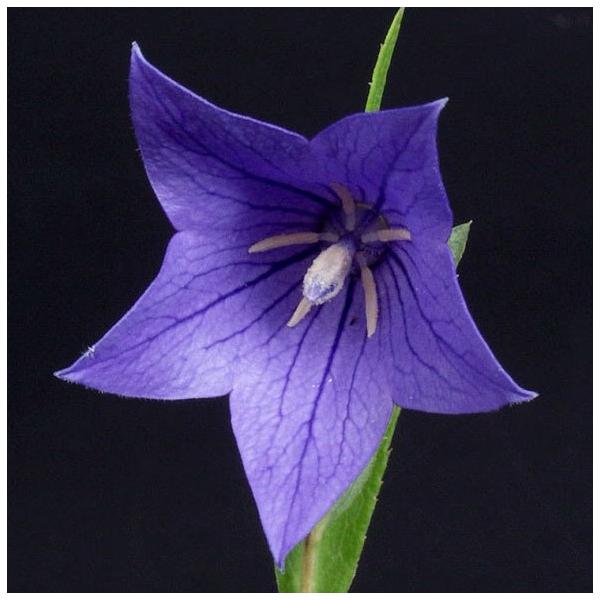 商品発送元：山野草 苔玉  茶花 販売 通販 やまおか碧山苑フラワー・ガーデニング、ガーデニング、苗物、花野生キキョウ（野生桔梗）【山野草】野生種のキキョウです。7.5〜9cmポット苗一般のキキョウより草丈が高く、濃い紫色の花を咲かせます。...