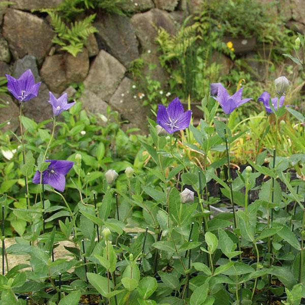 商品発送元：山野草 苔玉  茶花 販売 通販 やまおか碧山苑フラワー・ガーデニング、ガーデニング、苗物、花キキョウ 桔梗 茶花 秋の七草 切り花 高性 山野草 紫花９&amp;#12316;10，5ｃｍポット苗例年ですと冬期は地上部無く球根...