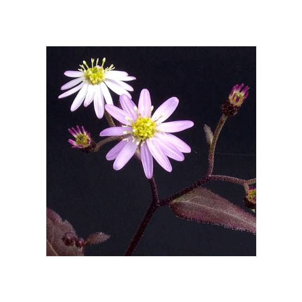 商品発送元：山野草 苔玉  茶花 販売 通販 やまおか碧山苑フラワー・ガーデニング、ガーデニング、苗物、花キヨスミシラヤマギク・清澄白山菊【山野草】花だけでなく茎もムラサキ色になります