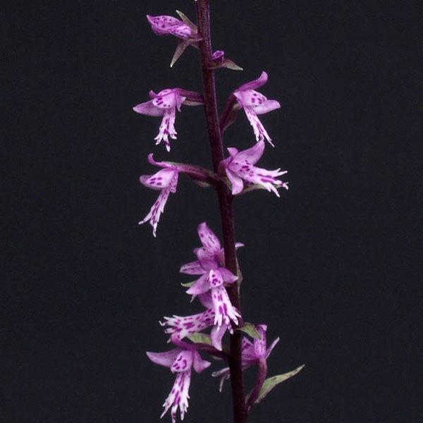 商品発送元：山野草 苔玉  茶花 販売 通販 やまおか碧山苑フラワー・ガーデニング、ガーデニング、苗物、花ムレチドリ【山野草】ランの仲間花が密集してつき見応え充分また、葉にも模様があり開花期以外も楽しめる9月開花中