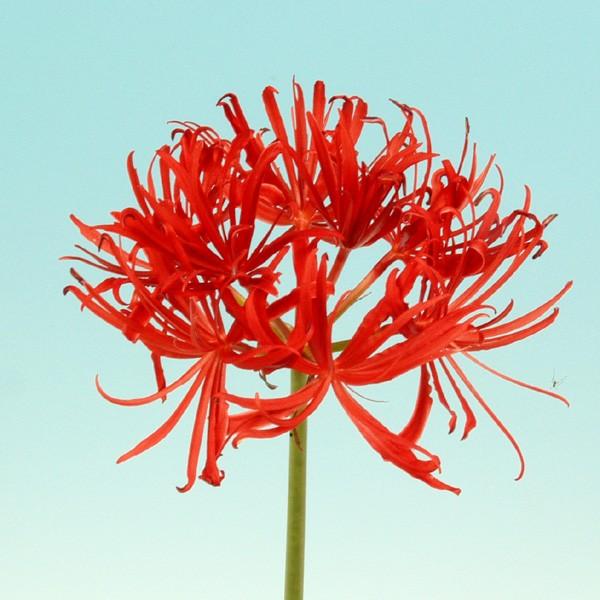 商品発送元：山野草 苔玉  茶花 販売 通販 やまおか碧山苑フラワー・ガーデニング、ガーデニング、苗物、花ヒガンバナ 彼岸花 八重咲き ひがんばな別名　八重咲曼珠沙華　八重咲マンジュシャゲ通常のヒガンバナより花弁が多いです秋の花　花芽が2つ...