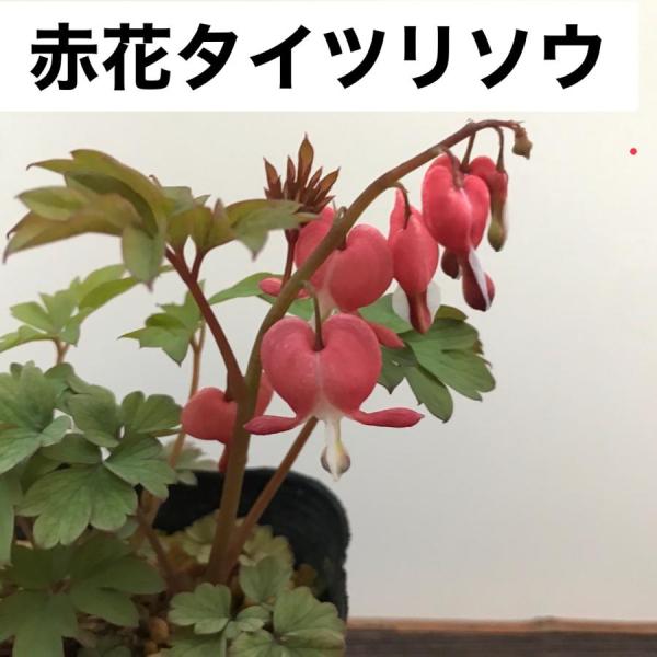 商品発送元：山野草 苔玉  茶花 販売 通販 やまおか碧山苑フラワー・ガーデニング、ガーデニング、苗物、花タイツリソウ ケマンソウ 赤花 山野草花の名前は　仏具の華鬘から一列に連なって咲く様子から　別名　タイツリソウとも言われる9cm&am...