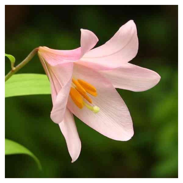 商品発送元：山野草 苔玉  茶花 販売 通販 やまおか碧山苑フラワー・ガーデニング、ガーデニング、苗物、花ヒメサユリ 姫早百合 オトメユリ 山野草 茶花大球根1球入りポット苗　２０２６年　開花見込み日本特産のユリ別名　オトメユリ（乙女百合）...