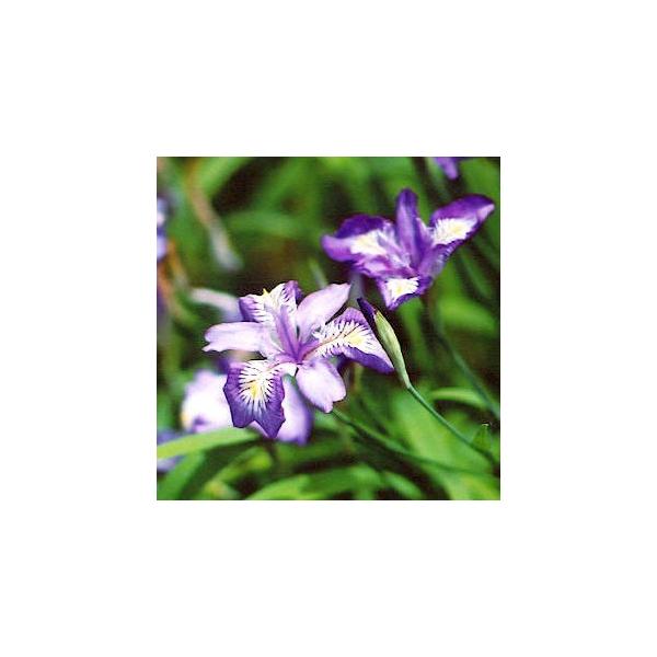 商品発送元：山野草 苔玉  茶花 販売 通販 やまおか碧山苑フラワー・ガーデニング、ガーデニング、苗物、花姫シャガ【山野草】春の山野草大鉢作りにすると見事