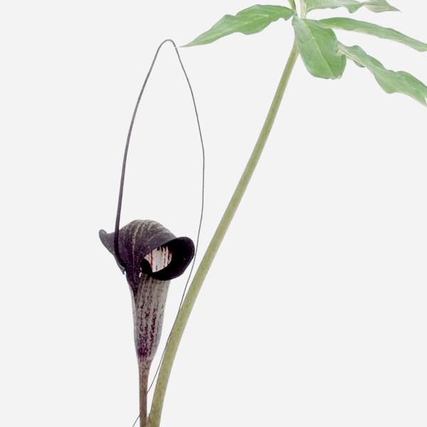 商品発送元：山野草 苔玉  茶花 販売 通販 やまおか碧山苑フラワー・ガーデニング、ガーデニング、苗物、花ウラシマソウ　浦島草　【山野草】10．5〜12ｃｍポット苗特大球根1球入り芽出しは暖かくなる3月初旬頃より例年始まります