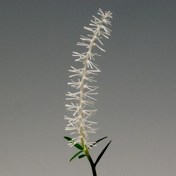 商品発送元：山野草 苔玉  茶花 販売 通販 やまおか碧山苑フラワー・ガーデニング、ガーデニング、苗物、花白糸草 シライトソウ 山野草 雪の筆シュロソウ科シライトソウ属涼しげな花姿の多年草茶花にも使われる花期は初夏たくさんの小さな白い花がつ...