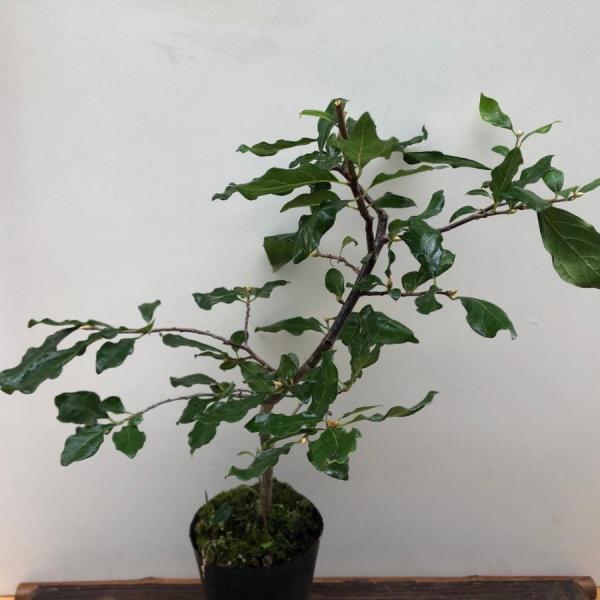 商品発送元：山野草 苔玉  茶花 販売 通販 やまおか碧山苑フラワー・ガーデニング、ガーデニング、苗物、花ロウヤガキ 老鴉柿 老爺柿 雄木 オス