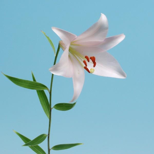 商品発送元：山野草 苔玉  茶花 販売 通販 やまおか碧山苑フラワー・ガーデニング、ガーデニング、苗物、花ササユリ 笹百合 ささゆり大球根　1球入りポット苗ポットの中の球根が正常な状態な事を確認して出荷しております4月頃までは球根の状態で過...