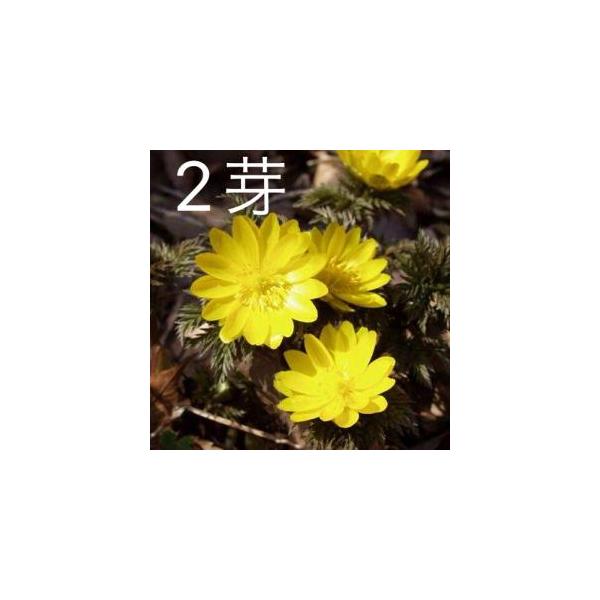 商品発送元：山野草 苔玉  茶花 販売 通販 やまおか碧山苑フラワー・ガーデニング、ガーデニング、苗物、花フクジュソウ 福寿草 山野草２芽入り 写真２枚目は２０２５年１２月７日現在の見本株の様子ですまだ雪が残る頃、黄色い大きな花を咲かせます...
