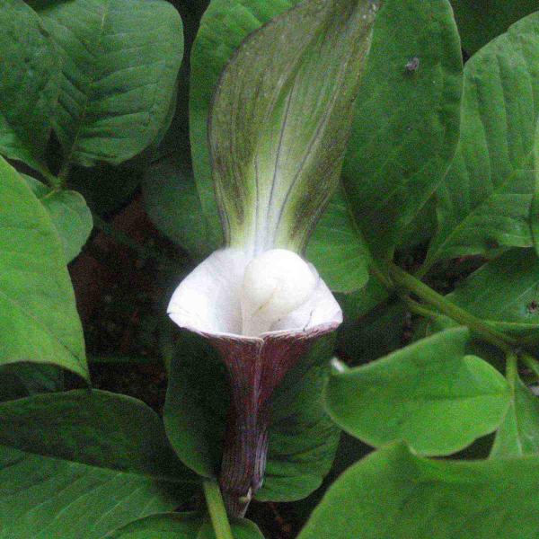 商品発送元：山野草 苔玉  茶花 販売 通販 やまおか碧山苑フラワー・ガーデニング、ガーデニング、苗物、花ユキモチソウ 雪持草 大球根1球ポットに球根を1球植え付けた状態でのお届けとなります独特の花姿が人気和名を牧野富太郎博士が命名したとさ...