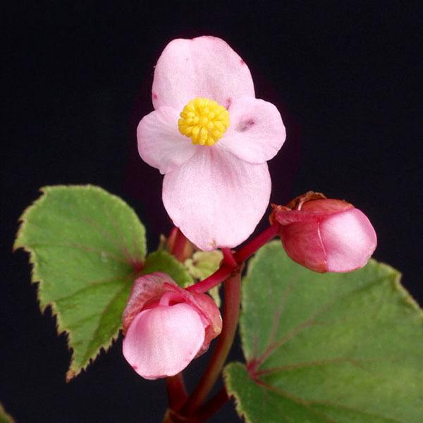 商品発送元：山野草 苔玉  茶花 販売 通販 やまおか碧山苑フラワー・ガーデニング、ガーデニング、苗物、花シュウカイドウ 秋海棠【山野草】人気種夏の花　お茶花高さ40ｃｍ程度開花中8月27日現在