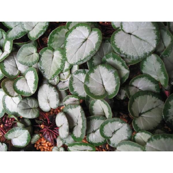 商品発送元：山野草 苔玉  茶花 販売 通販 やまおか碧山苑フラワー・ガーデニング、ガーデニング、苗物、花原種シクラメン　白系　シクラメンコーム　シルバーリーフ　【山野草】大特価７.５cmポット苗シクラメンコームのシルバーリーフです葉に柄が...