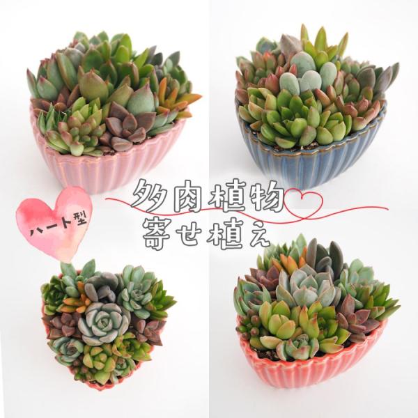 商品発送元："ITANSE農園セレクト通販"Healthy Herb &amp; Plants &amp; Foフラワー・ガーデニング、観葉植物プレゼントにも最適！かわいいハート型の陶器鉢に、ギッチリ多肉が植わっています。どこにでも置きやす...