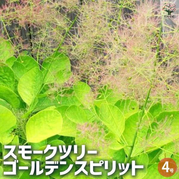 商品発送元："ITANSE農園セレクト通販"Healthy Herb &amp; Plants &amp; Foフラワー・ガーデニング【品種の特徴】【PVP登録品種：第12261号/海外への持出は禁止されています】ゴールデンスピリットとは、...