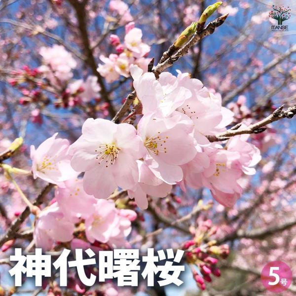 商品発送元："ITANSE農園セレクト通販"Healthy Herb &amp; Plants &amp; Foフラワー・ガーデニング、ガーデニング、苗物、花【品種特徴】神代曙桜は、ソメイヨシノ系の品種ですが、ソメイヨシノに比べて花弁の色が...