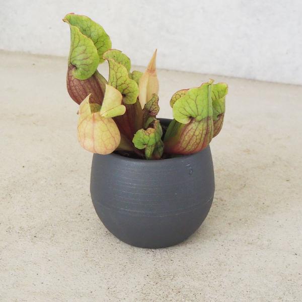 商品発送元："ITANSE農園セレクト通販"Healthy Herb &amp; Plants &amp; Foフラワー・ガーデニング、観葉植物【品種特徴】サラセニア モンタナは、アメリカのジョージア州とカロライナ州のみに自生する品種です。...