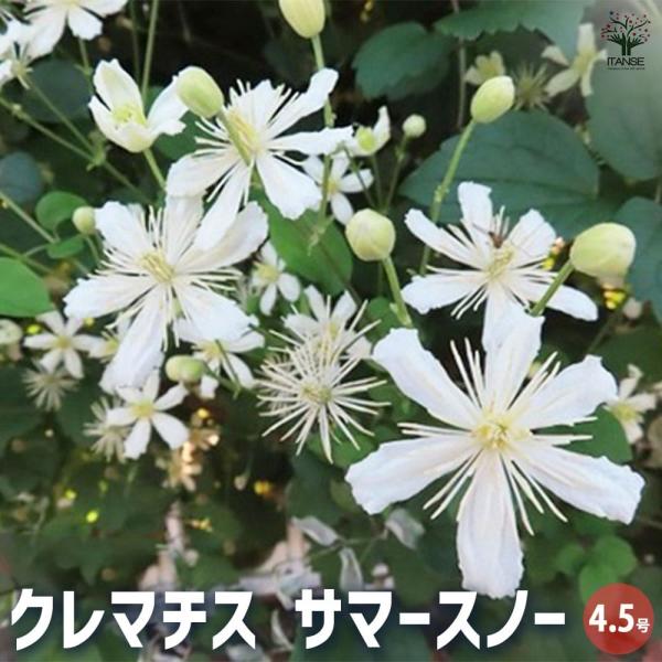 商品発送元："ITANSE農園セレクト通販"Healthy Herb &amp; Plants &amp; Foフラワー・ガーデニング、ガーデニング、苗物、花【品種特徴】インスピレーションは、枝が扱いやすい半つる性のクレマチスです。開花性に...