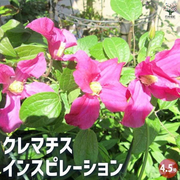 商品発送元："ITANSE農園セレクト通販"Healthy Herb &amp; Plants &amp; Foフラワー・ガーデニング、ガーデニング、苗物、花【品種特徴】インスピレーションは、枝が扱いやすい半つる性のクレマチスです。開花性に...