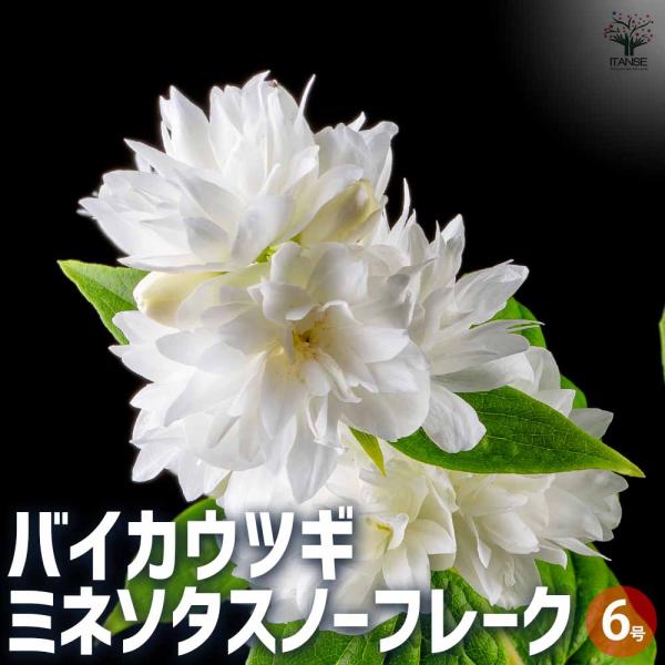 商品発送元："ITANSE農園セレクト通販"Healthy Herb &amp; Plants &amp; Foフラワー・ガーデニング、ガーデニング、苗物、花【品種特徴】ミネソタスノーフレークは、純白の大輪・八重咲きでブーケ状の花を咲かせる...