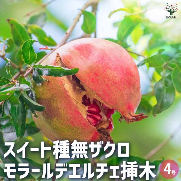 商品発送元："ITANSE農園セレクト通販"Healthy Herb &amp; Plants &amp; Foフラワー・ガーデニング、ガーデニング、苗物、野菜【品種特徴】モラールデエルチェは、原産国であるスペインでも、人気の高い品種です。...
