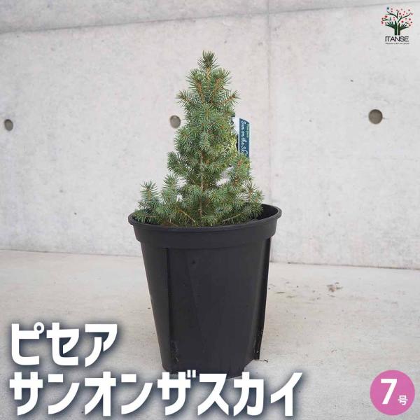 商品発送元："ITANSE農園セレクト通販"Healthy Herb &amp; Plants &amp; Foフラワー・ガーデニング、植木・盆栽・果樹【品種特徴】ピセア サンオンザスカイは、生長が遅く、密度が高くコンパクトな円錐形の樹形が...