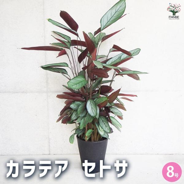 商品発送元："ITANSE農園セレクト通販"Healthy Herb &amp; Plants &amp; Foフラワー・ガーデニング、観葉植物【品種特徴】カラテア セトサは、地面に這うように横に広がる茎とシルバーリーフが特徴です。葉脈と縁...