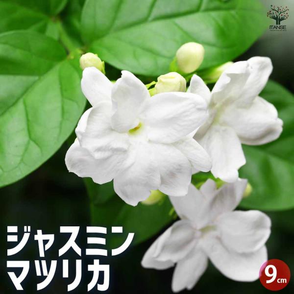商品発送元："ITANSE農園セレクト通販"Healthy Herb &amp; Plants &amp; Foフラワー・ガーデニング、ガーデニング、苗物、花【品種特徴】マツリカは、ジャスミンにおいても特に香りのよさと花の美しさによって人気...