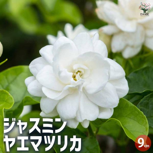 商品発送元："ITANSE農園セレクト通販"Healthy Herb &amp; Plants &amp; Foフラワー・ガーデニング、ガーデニング、苗物、花【品種特徴】ヤエマツリカは、マツリカ(アラビアンジャスミン)の八重咲き品種です。八...