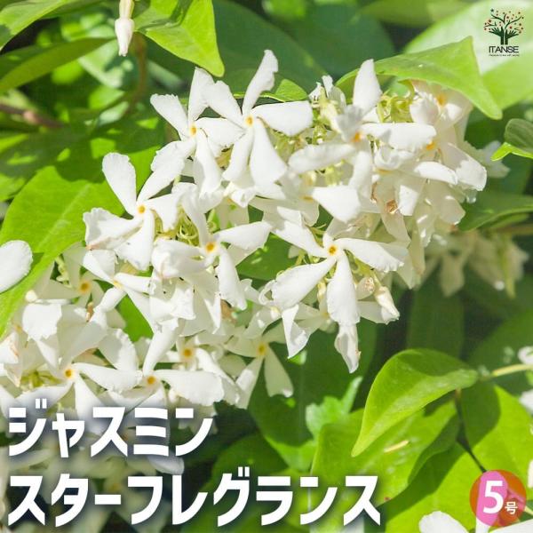 商品発送元："ITANSE農園セレクト通販"Healthy Herb &amp; Plants &amp; Foフラワー・ガーデニング、ガーデニング、苗物、花★花色見計らいでのお届けとなります。葉色・花色のご指定は承れません。【品種特徴】ス...