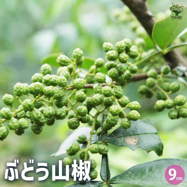 商品発送元："ITANSE農園セレクト通販"Healthy Herb &amp; Plants &amp; Foフラワー・ガーデニング、ガーデニング、苗物、野菜【品種特徴】ぶどう山椒とは、山椒の品種名で、実がぶどうの房のように房なりになるこ...