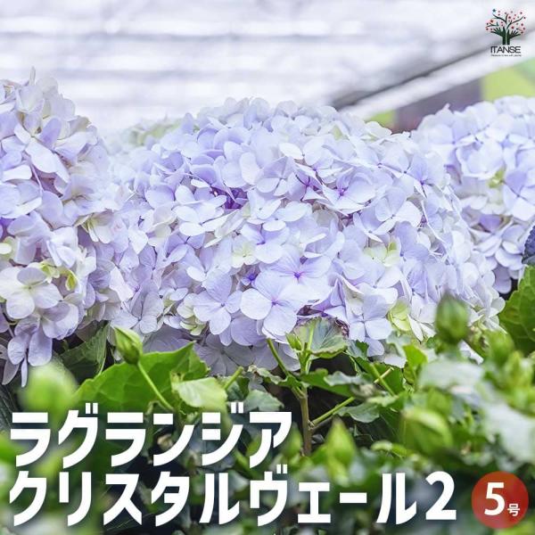 商品発送元："ITANSE農園セレクト通販"Healthy Herb &amp; Plants &amp; Foフラワー・ガーデニング、ガーデニング、苗物、花【品種特徴】ラグランジア クリスタルヴェール2は、PW社さんが開発された、新ジャン...