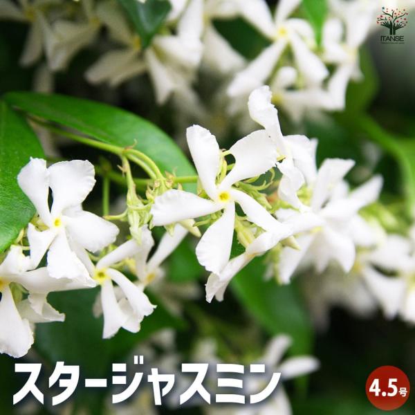 商品発送元："ITANSE農園セレクト通販"Healthy Herb &amp; Plants &amp; Foフラワー・ガーデニング、ガーデニング、苗物、花【品種特徴】ジャスミンの名前がついていますが、ジャスミンの仲間ではなくテイカカズラ...