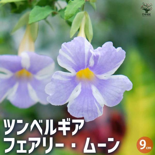 商品発送元："ITANSE農園セレクト通販"Healthy Herb &amp; Plants &amp; Foフラワー・ガーデニング、ガーデニング、苗物、花【品種特徴】フェアリームーンは、つる性にならないブッシュタイプのツンベルギアです。...