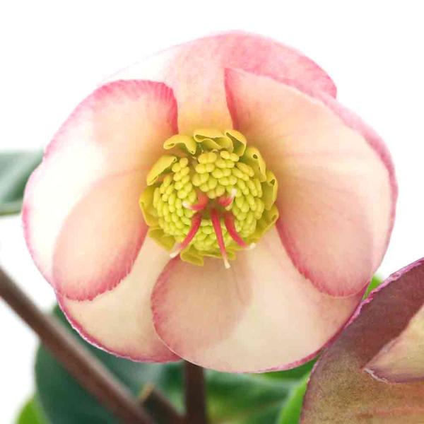 商品発送元："ITANSE農園セレクト通販"Healthy Herb &amp; Plants &amp; Foフラワー・ガーデニング、ガーデニング、苗物、花【品種特徴】大輪の、丸い花びらが特徴です。つぼみの時から花弁の裏側がピンクに色づく...