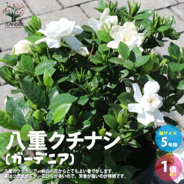 商品発送元："ITANSE農園セレクト通販"Healthy Herb &amp; Plants &amp; Foフラワー・ガーデニング三大香木の一つで、春の沈丁花(ジンチョウゲ)、夏の梔子(クチナシ)、秋の金木犀(キンモクセイ)と言われ、香...
