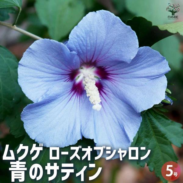 商品発送元："ITANSE農園セレクト通販"Healthy Herb &amp; Plants &amp; Foフラワー・ガーデニング、ガーデニング、苗物、花【ムクゲの特徴】ムクゲは、夏を彩る代表的な花木で、初夏から秋にかけて楽しませてくれ...