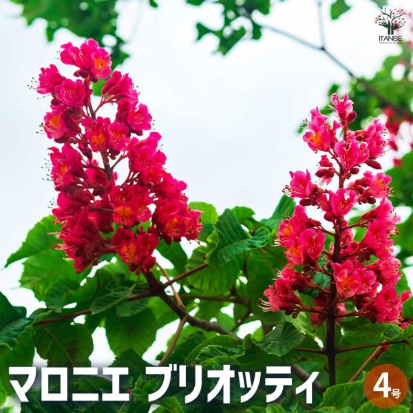 商品発送元："ITANSE農園セレクト通販"Healthy Herb &amp; Plants &amp; Foフラワー・ガーデニング、ガーデニング、苗物、花【品種特徴】マロニエ ブリオッティは、別名ベニバナトチノキとして知られるヨーロッパ...