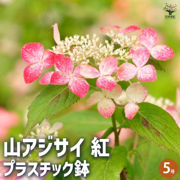 商品発送元："ITANSE農園セレクト通販"Healthy Herb &amp; Plants &amp; Foフラワー・ガーデニング、植木・盆栽・果樹【品種特徴】紅は、咲き進むにつれて花色が変化するという特徴を持つ品種です。咲き始めの花は...