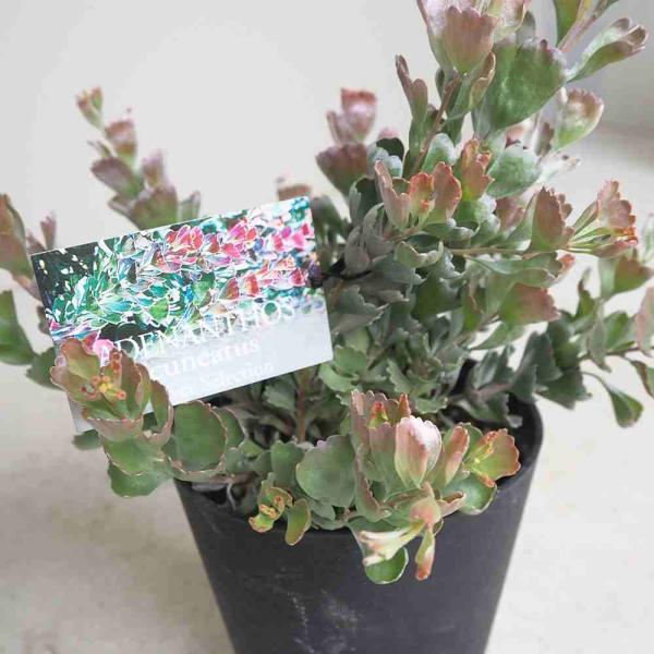 商品発送元："ITANSE農園セレクト通販"Healthy Herb &amp; Plants &amp; Foフラワー・ガーデニング、植木・盆栽・果樹【品種特徴】アデナンサス クネータスは、逆三角のギザギザした葉が特徴のオージープランツで...