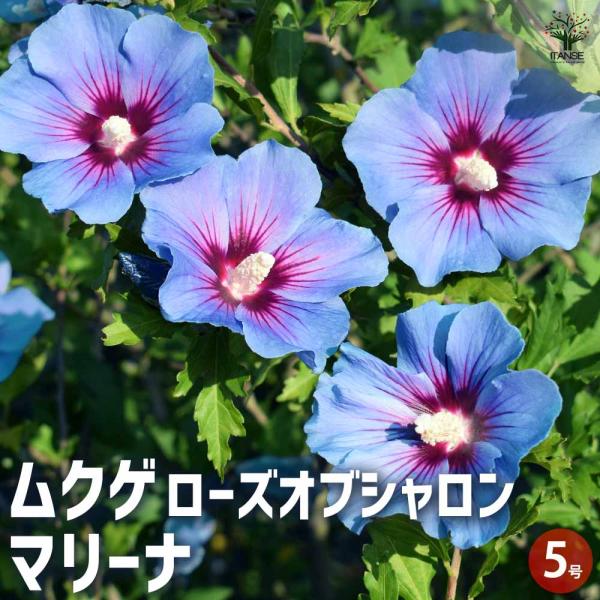 商品発送元："ITANSE農園セレクト通販"Healthy Herb &amp; Plants &amp; Foフラワー・ガーデニング、ガーデニング、苗物、花【品種の特徴】ハイビスカスに似た爽やかな、淡い青紫色のお花を咲かせる、一重咲き品種...