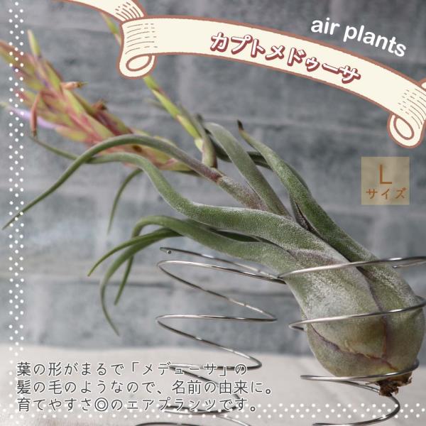 商品発送元："ITANSE農園セレクト通販"Healthy Herb &amp; Plants &amp; Fo壺型種を代表するチランジアで、メデューサの髪の毛のような葉の形をしています！ 水分を好む品種で、育てやすく花も咲かせやすいので、...