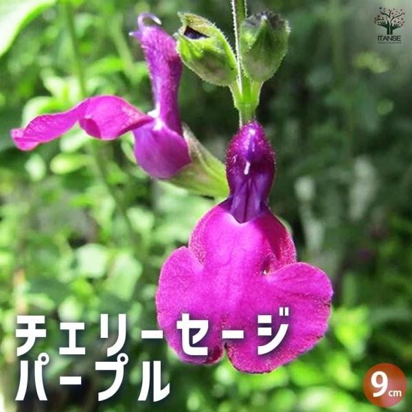 商品発送元："ITANSE農園セレクト通販"Healthy Herb &amp; Plants &amp; Foフラワー・ガーデニング、ガーデニング、苗物、ハーブチェリーセージは、葉や花に、フルーティな甘い香りがする品種です。ガクは明るい新...
