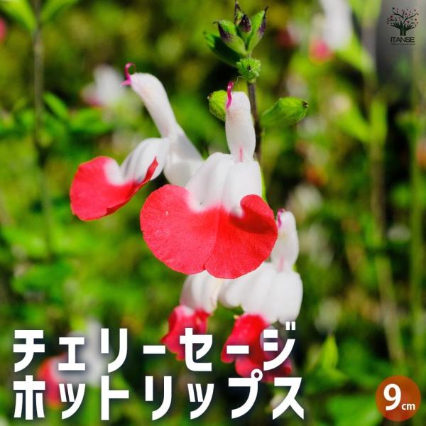 商品発送元："ITANSE農園セレクト通販"Healthy Herb &amp; Plants &amp; Foフラワー・ガーデニング、ガーデニング、苗物、ハーブチェリーセージは、葉や花に、フルーティな甘い香りがする品種です。花がユニークで...