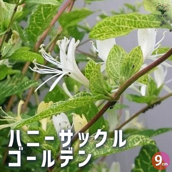 商品発送元："ITANSE農園セレクト通販"Healthy Herb &amp; Plants &amp; Foフラワー・ガーデニング、ガーデニング、苗物、ハーブイングリッシュガーデンの代表種で、葉も花も美しいつる性植物です。コンテナでも栽...
