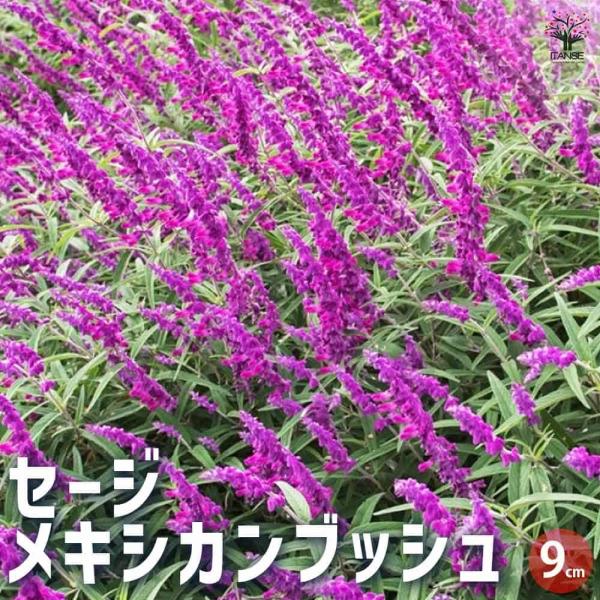 商品発送元："ITANSE農園セレクト通販"Healthy Herb &amp; Plants &amp; Foフラワー・ガーデニング、ガーデニング、苗物、ハーブメキシカンブッシュは、メキシコ原産の観賞用のセージです。ガクの部分が、もふもふ...