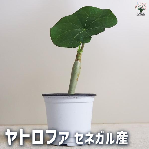 商品発送元："ITANSE農園セレクト通販"Healthy Herb &amp; Plants &amp; Foフラワー・ガーデニング、観葉植物【品種特徴】主に熱帯地方で育てられていて、暑さには強い塊根植物(コーデックス)です。水分を蓄えて...