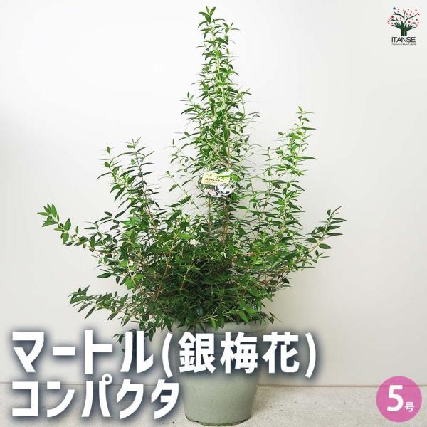 商品発送元："ITANSE農園セレクト通販"Healthy Herb &amp; Plants &amp; Foフラワー・ガーデニング、ガーデニング、苗物、花【品種特徴】ギリシャ神話では美の女神ヴィーナスと愛の象徴とされることから、神聖な樹...
