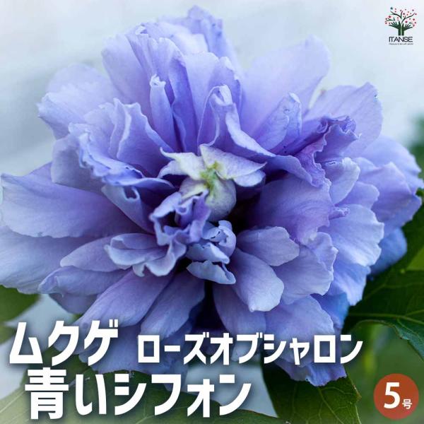 商品発送元："ITANSE農園セレクト通販"Healthy Herb &amp; Plants &amp; Foフラワー・ガーデニング【品種の特徴】青いシフォンはアメリカで育成された矮性(わいせい)品種です。大きな青い花の中央にはレースのよ...